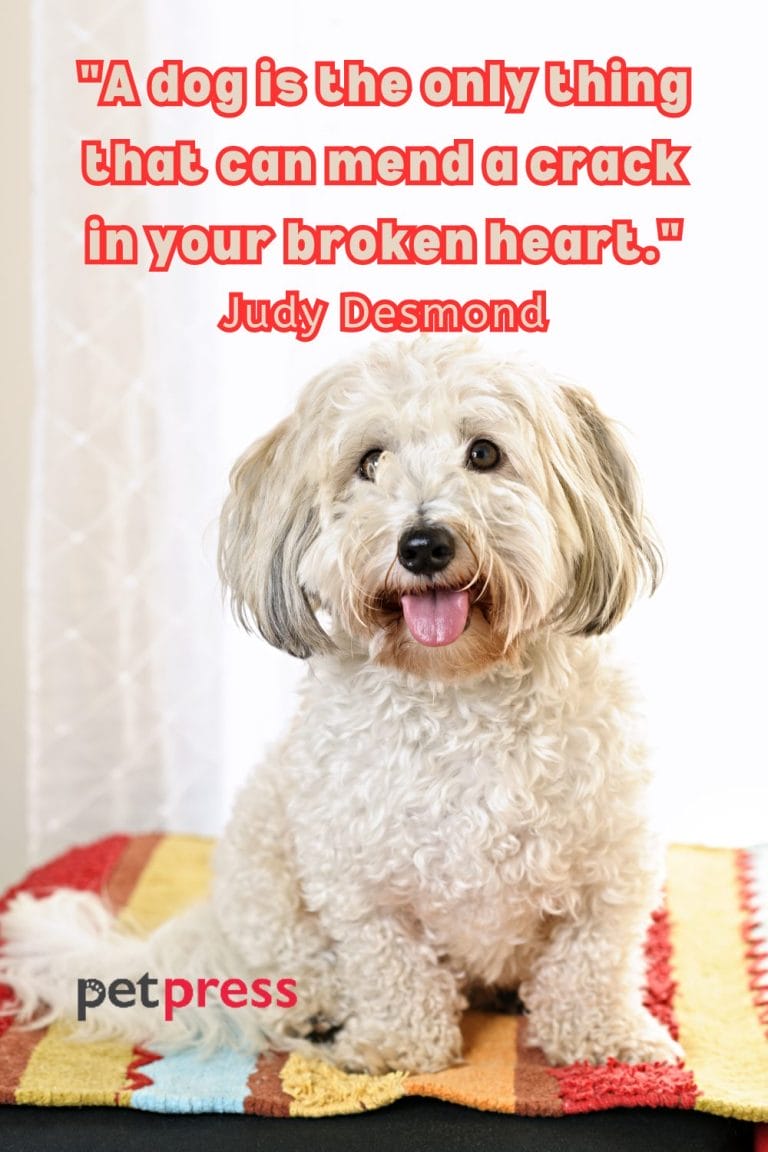 Unleash the 50+ Heartwarming Dog Quotes That Touch the Heart