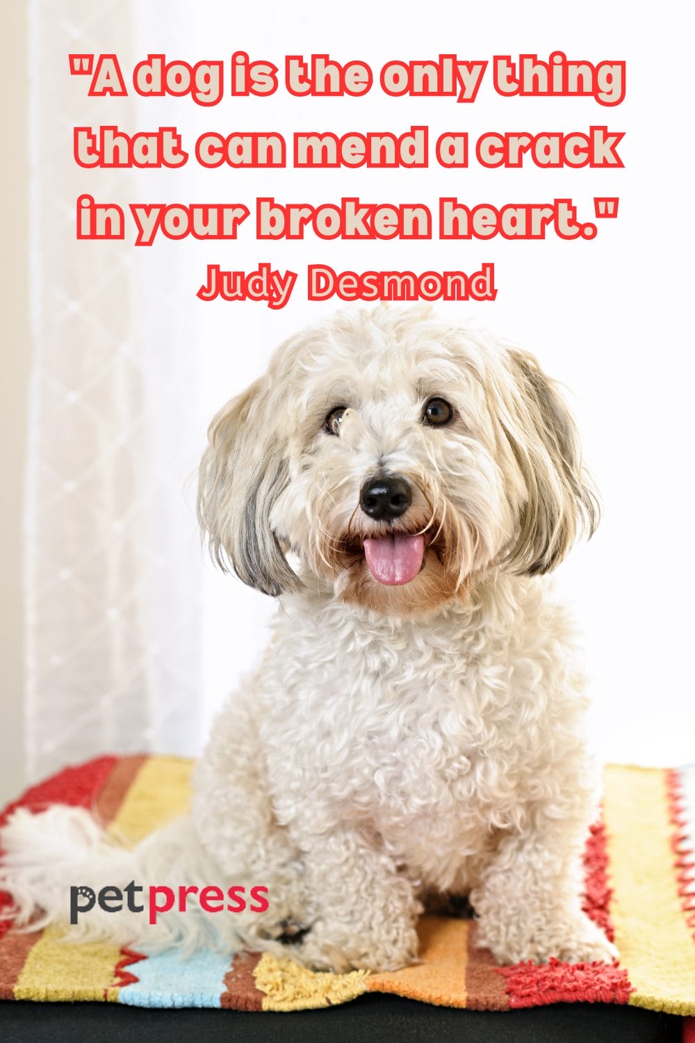 Unleash the 50+ Heartwarming Dog Quotes That Touch the Heart