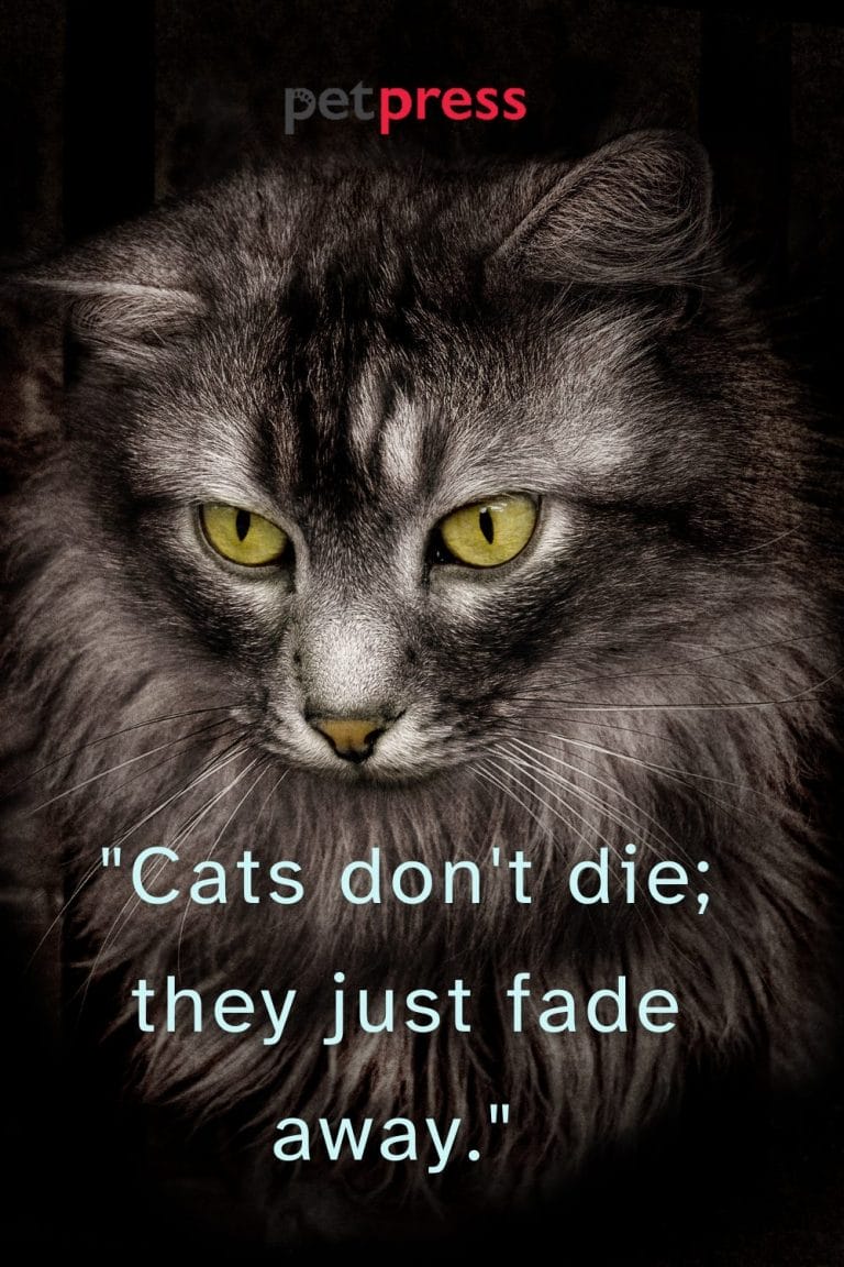 50+ Loss of a Cat Quotes That Can Help You Navigate the Grief