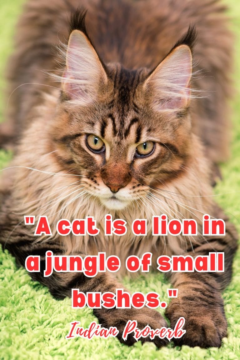 Purr-Fect Wisdom: 50 Short Cat Quotes to Brighten Your Day
