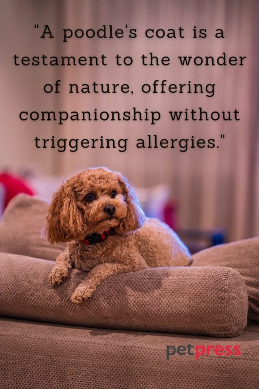 Decoding Life Wisdom From Over 50 Poodle Dog Quotes