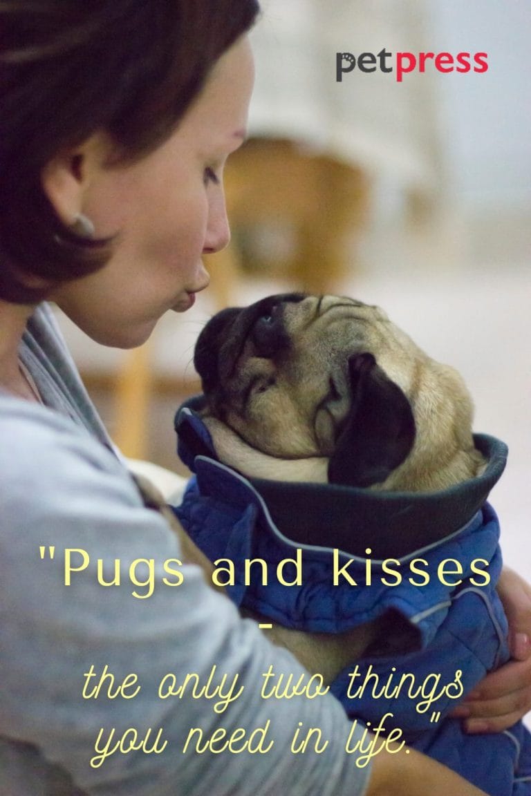 50 Best Pug Dog Quotes That Reflect Their Witty Nature - PetPress