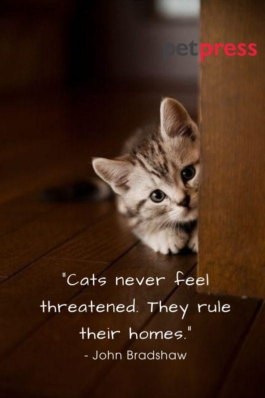 50+ Best Happy Cat Quotes Brimming With Joy and Inspiration