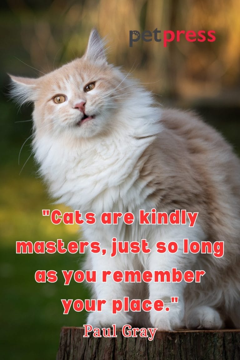 50 Best Spiritual Cat Quotes That Can Spark Your Inner Feline