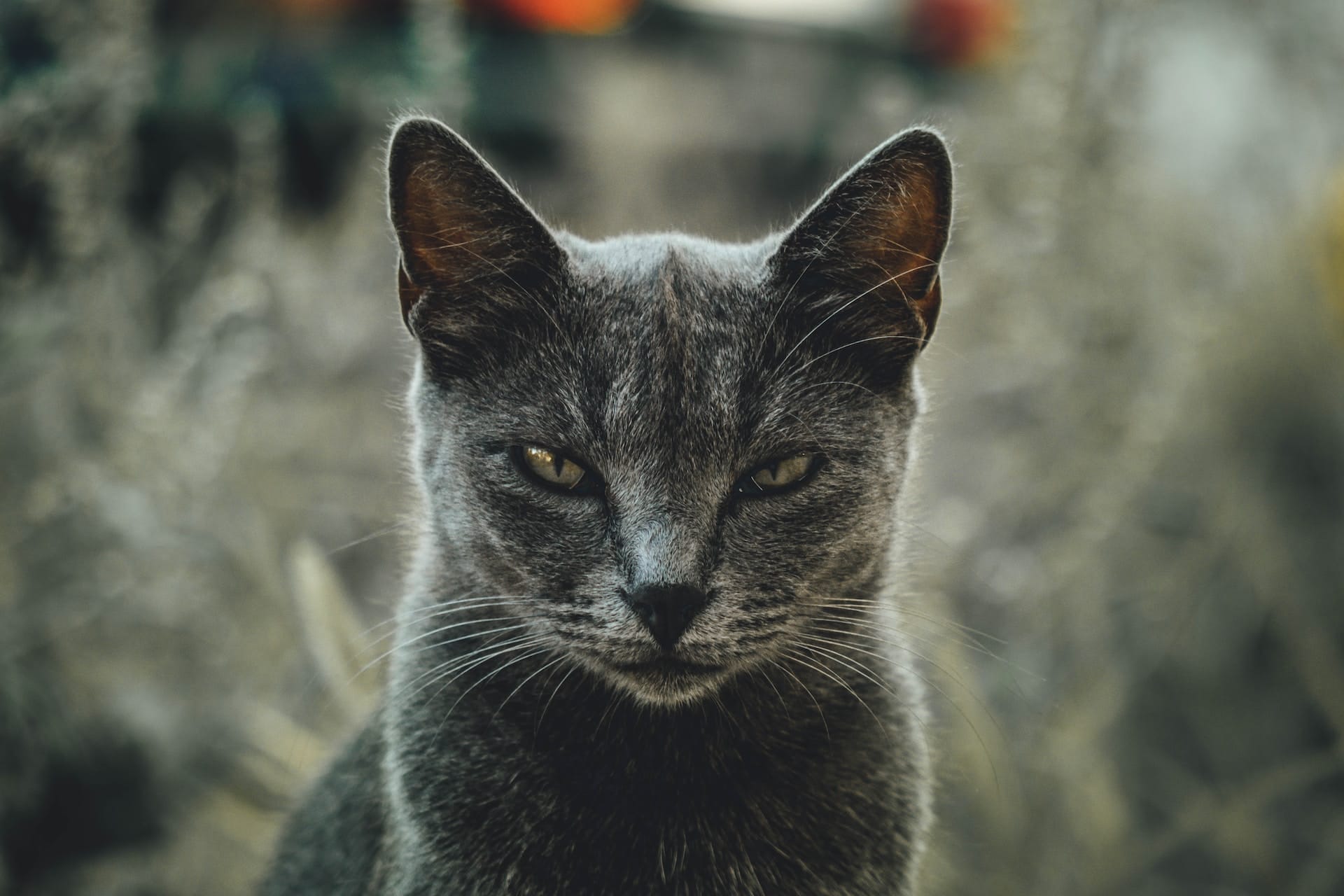 50 Inspiring Cat Attitude Quotes and the Wisdom They Impart
