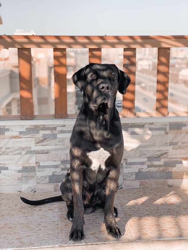 What is a Cane Corso? The Ultimate Family's Dog Guardian