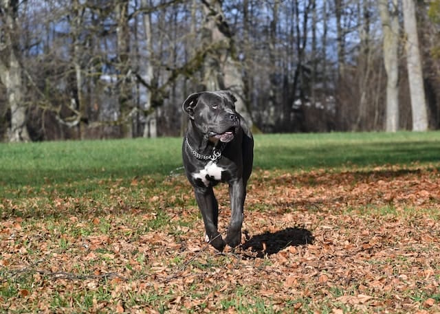 What is a Cane Corso? The Ultimate Family's Dog Guardian