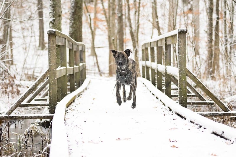What is a Catahoula Dog? Unveiling the Enigma of Catahoula Dogs