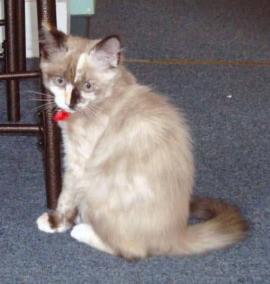 What is a Chimera Cat? Unveiling The Unique Cats