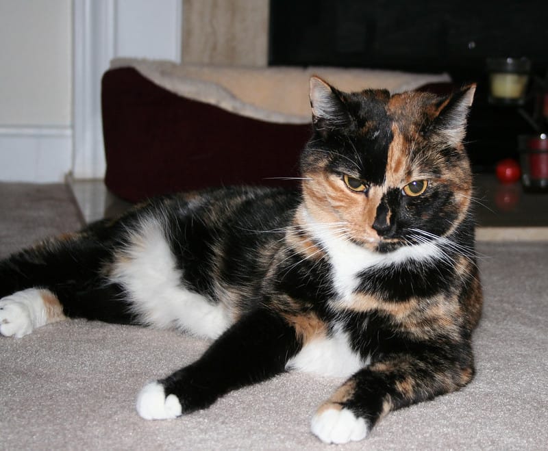 What is a Chimera Cat? Unveiling The Unique Cats