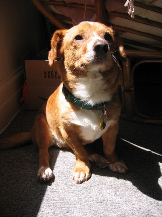 What is a Dorgi? A Tale of Canine Hybrid Delight