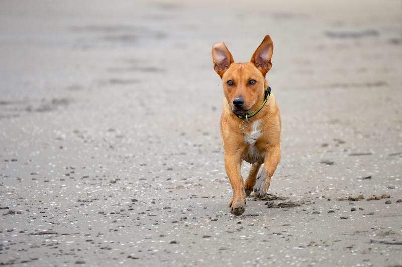 What is a Dorgi? A Tale of Canine Hybrid Delight