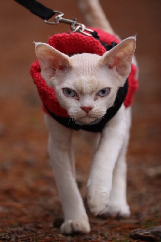 What is a Devon Rex Cat? A Playful Hypoallergenic Cute Feline