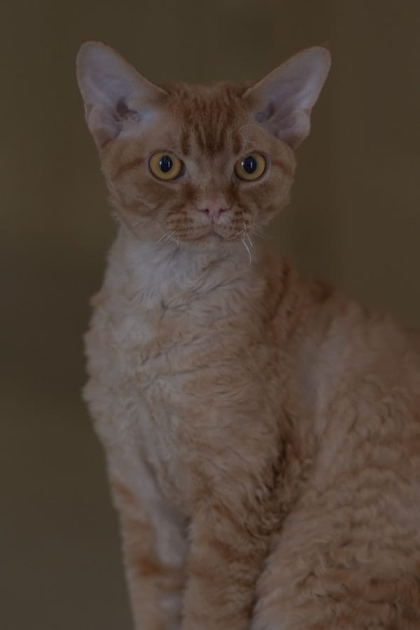 What is a Devon Rex Cat? A Playful Hypoallergenic Cute Feline
