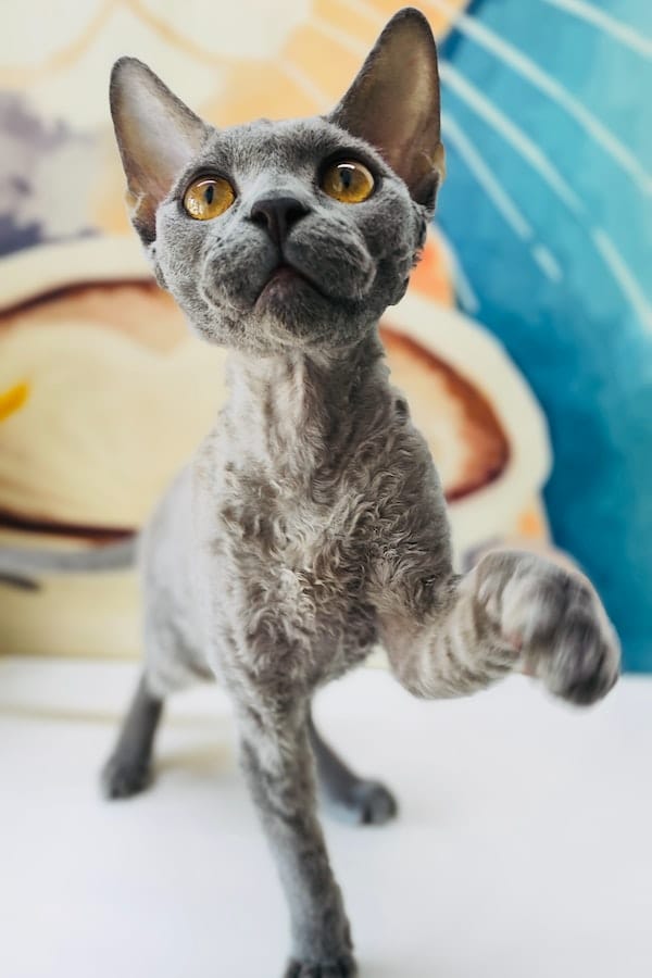 What is a Devon Rex Cat? A Playful Hypoallergenic Cute Feline