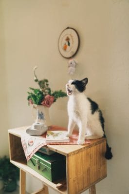 What is a Fractious Cat? Understanding Feline Behavior