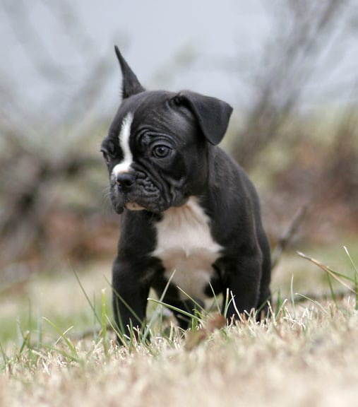 What is a Frenchton? The Delightful Charm and Playfulness