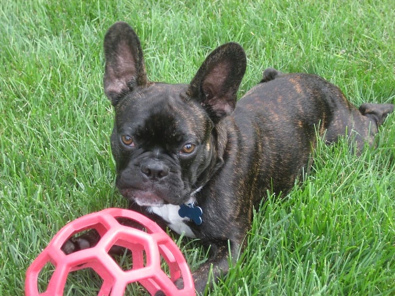 What is a Frenchton? The Delightful Charm and Playfulness