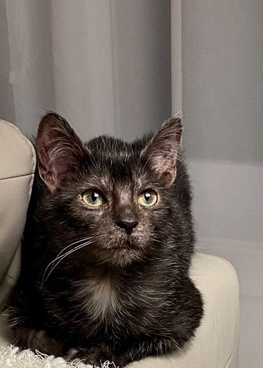 What is a Lykoi Cat? Unveiling the Mystery of The Unique Cat