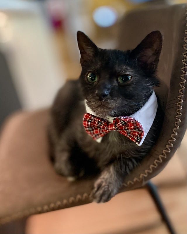 What is a Lykoi Cat? Unveiling the Mystery of The Unique Cat