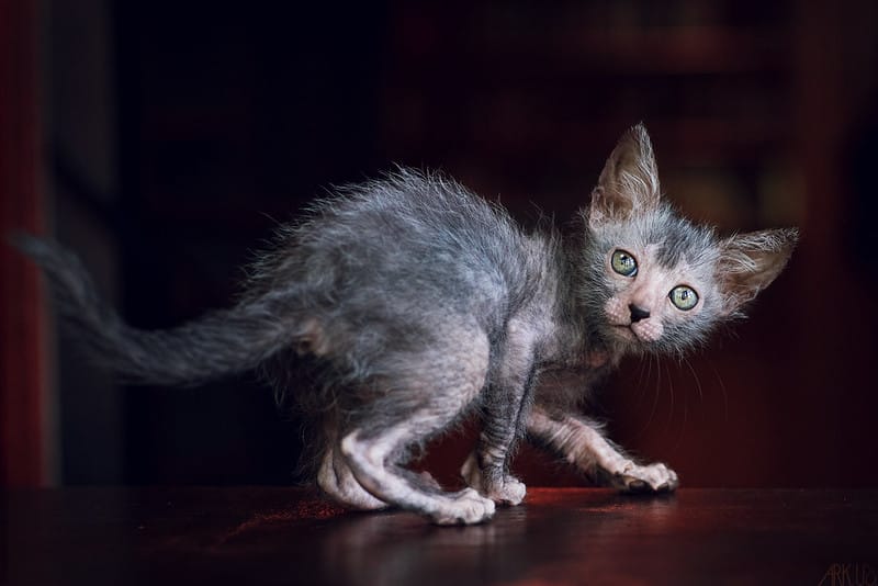 Top 9 New Cat Breeds That Become Popular - PetPress