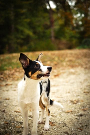 What is a Merle Dog? Unraveling the Enigmatic Coat Pattern