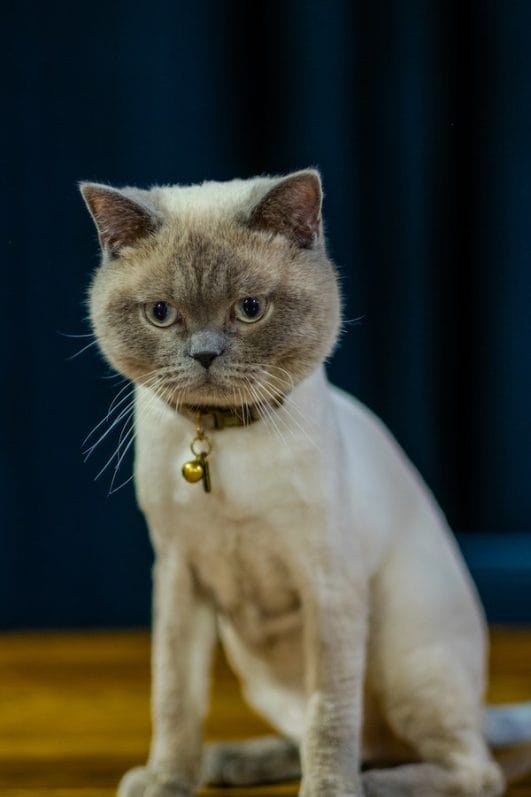 What is a Moggy Cat? Your Guide to These Enchanting Cat Friends