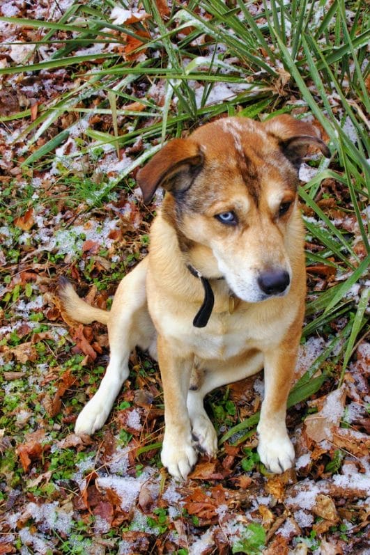 What is a Mutt Dog? The Ultimate Canine Companions