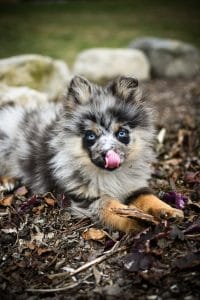 What is a Mutt Dog? The Ultimate Canine Companions