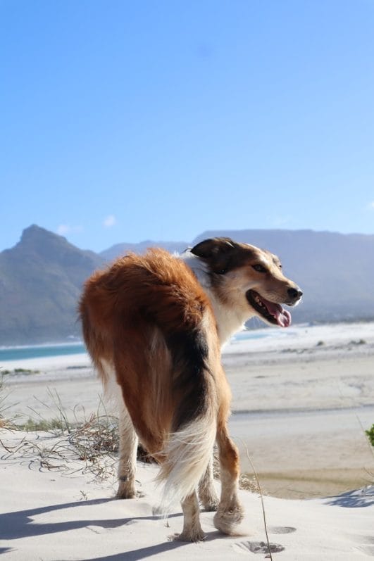 What is a Mutt Dog? The Ultimate Canine Companions