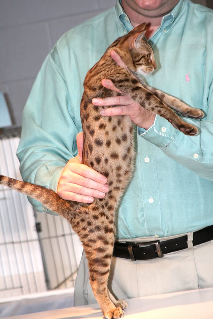 What is an Ocicat? Exotic Feline For Ultimate Family Pet
