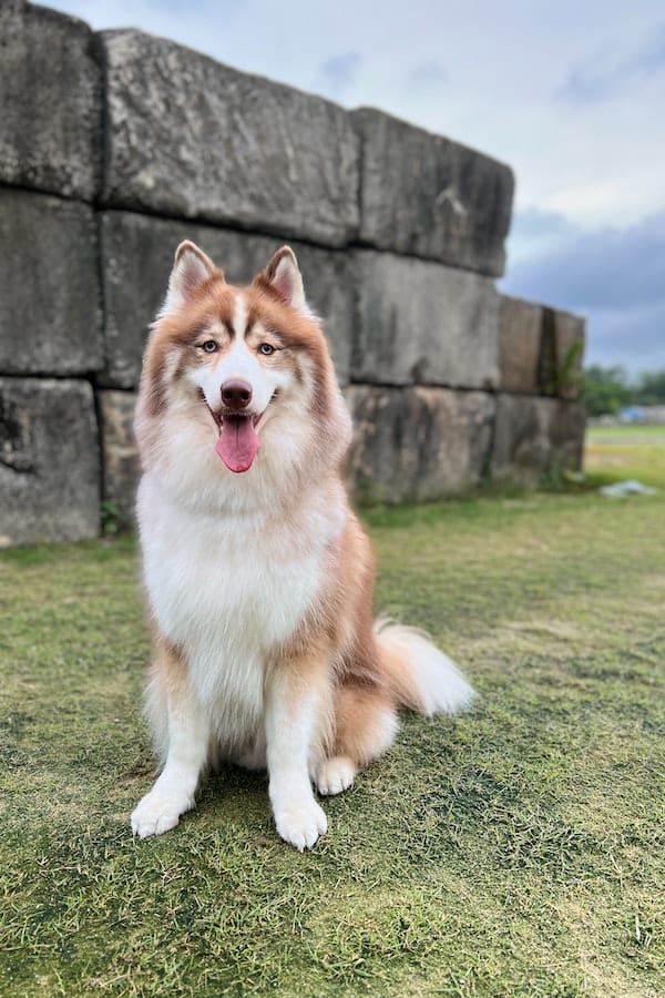 What is a Pomsky? An Adorable Crossbreed That Everyone Loves