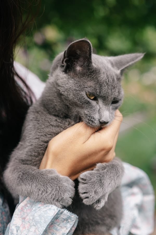 What is a Russian Blue Cat? The Elegance of Russian Blue Cats