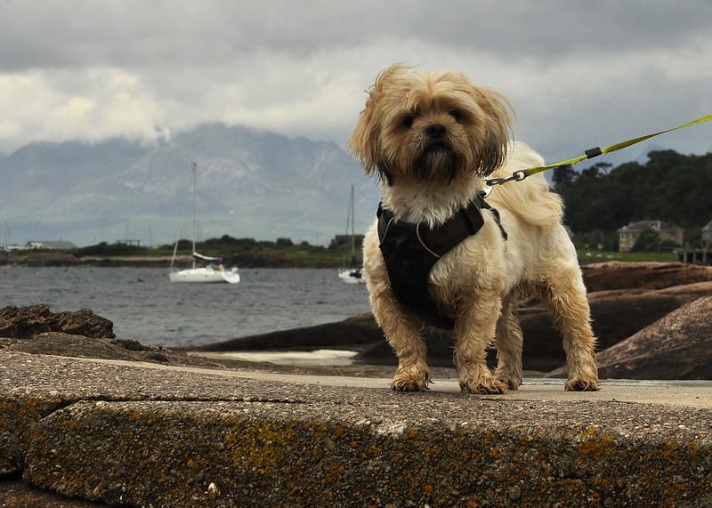 What is a Shorkie: Guide to the Adorable Shih Tzu Yorkie Mix