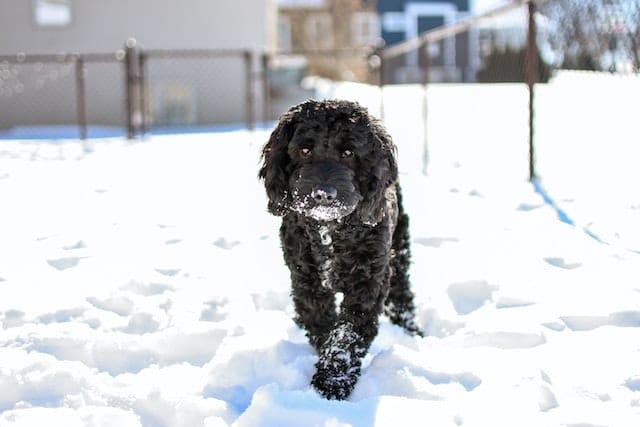 What is a Spoodle? Everything About This Playful Hybrid Dog