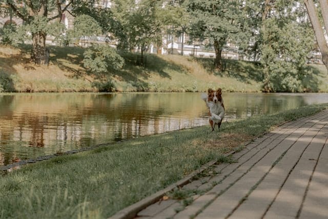 What Breed is The Target Dog? The Breed of Service Dog