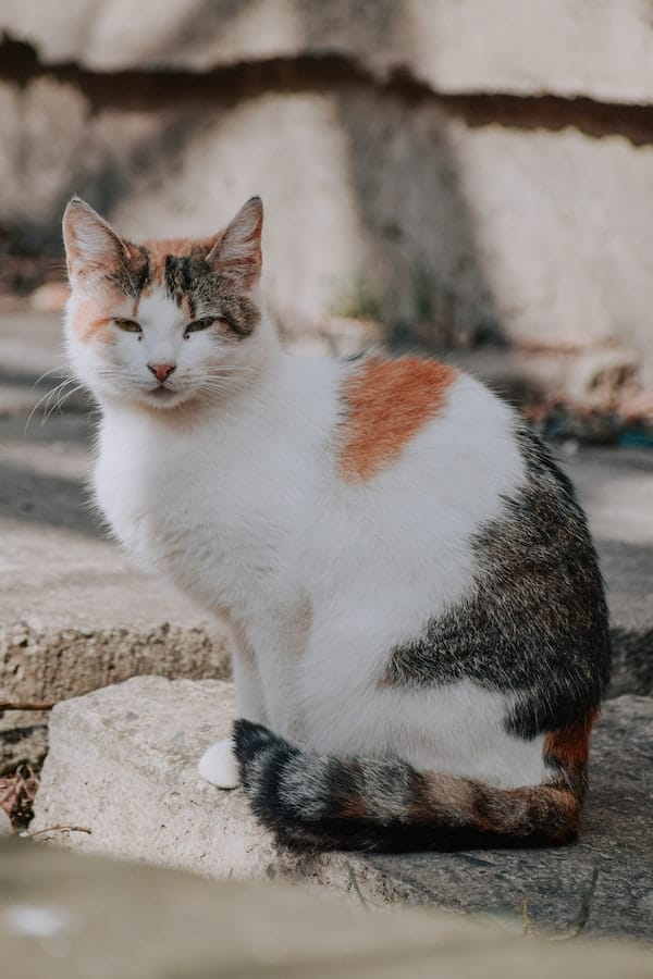 What is a Torbie Cat? The Enchanting World of Torbie Cats