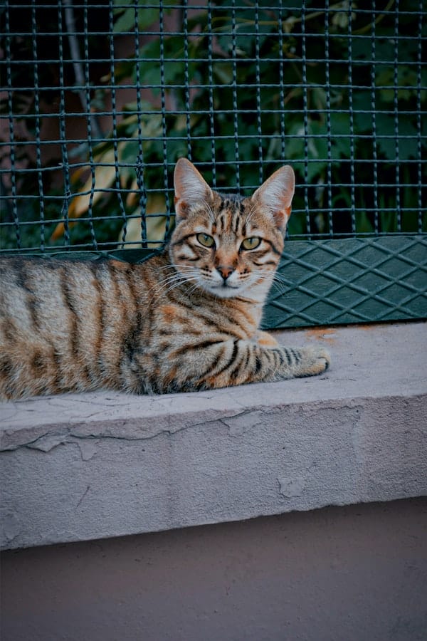 What is a Toyger Cat? Discover the Majestic Mini Tigers