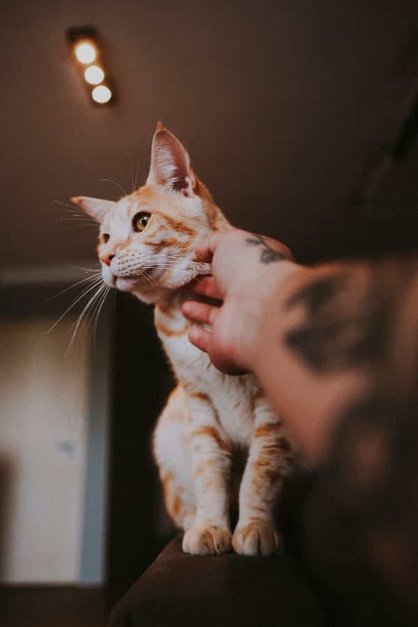 What is a Toyger Cat? Discover the Majestic Mini Tigers