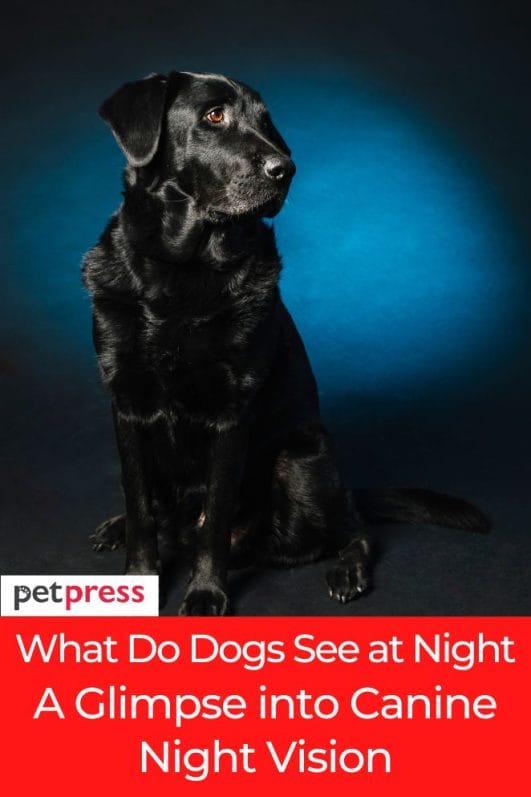What Do Dogs See at Night: A Glimpse into Canine Night Vision