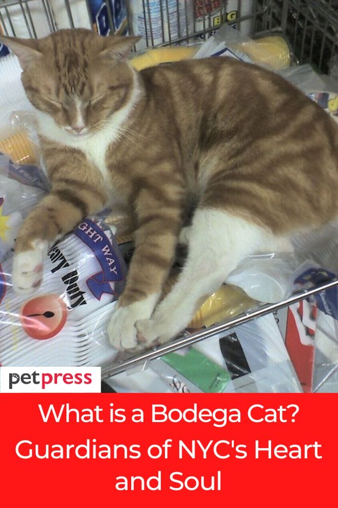 What is a Bodega Cat? Guardians of NYC's Heart and Soul