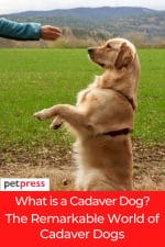 What is a Cadaver Dog? The Remarkable World of Cadaver Dogs
