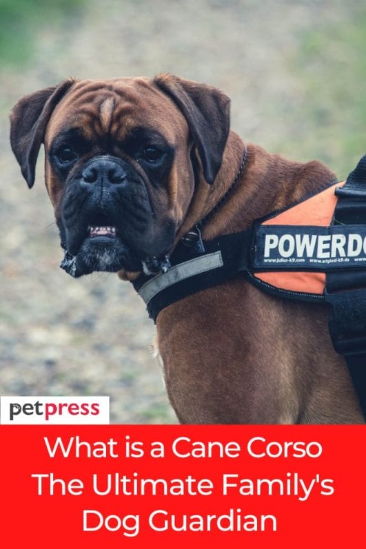 What is a Cane Corso? The Ultimate Family's Dog Guardian