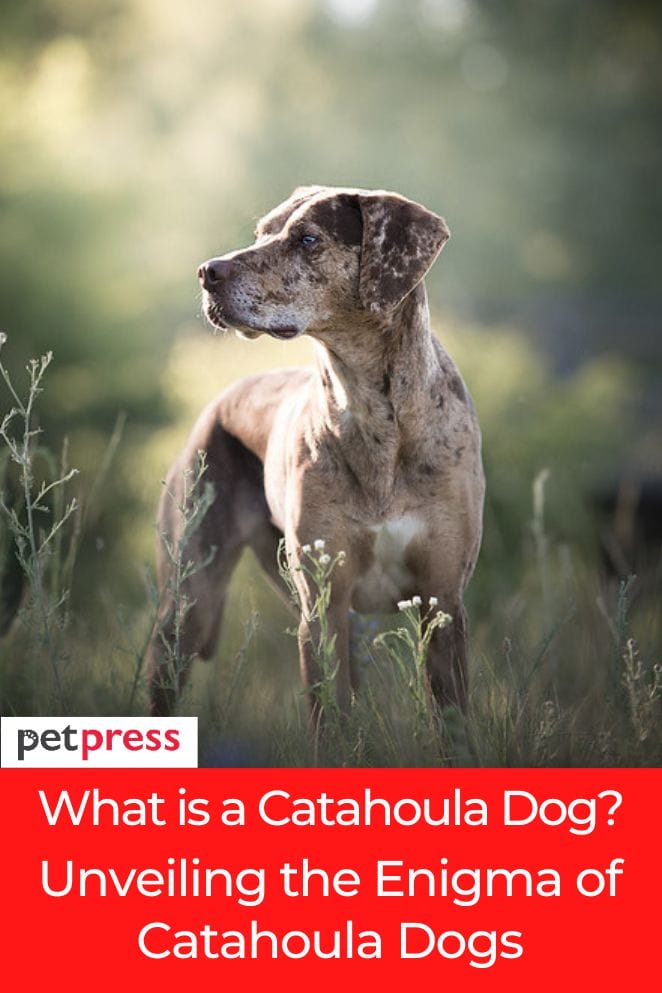 What is a Catahoula Dog? Unveiling the Enigma of Catahoula Dogs