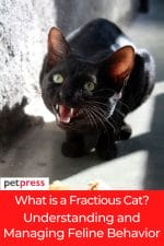 What is a Fractious Cat? Understanding Feline Behavior
