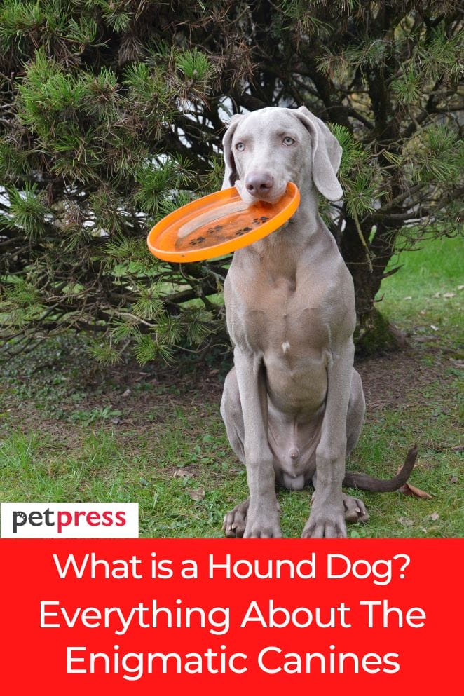 What is a Hound Dog? Everything About The Enigmatic Canines