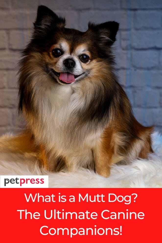 What is a Mutt Dog? The Ultimate Canine Companions
