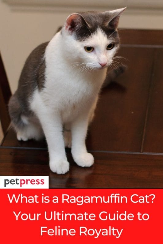 What is a Ragamuffin Cat? Your Ultimate Guide to Feline Royalty