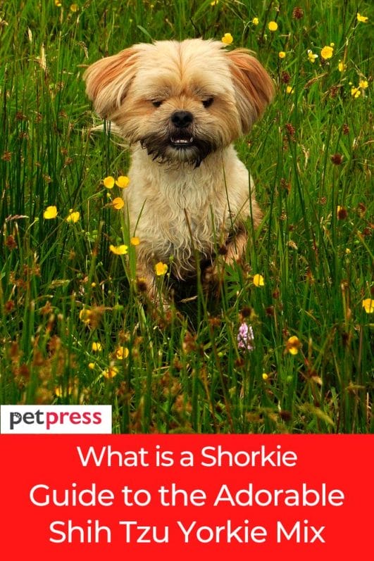 What is a Shorkie: Guide to the Adorable Shih Tzu Yorkie Mix
