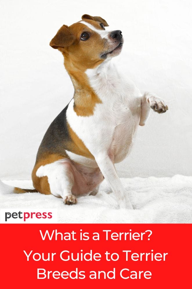 What is a Terrier? Your Guide to Terrier Breeds and Care